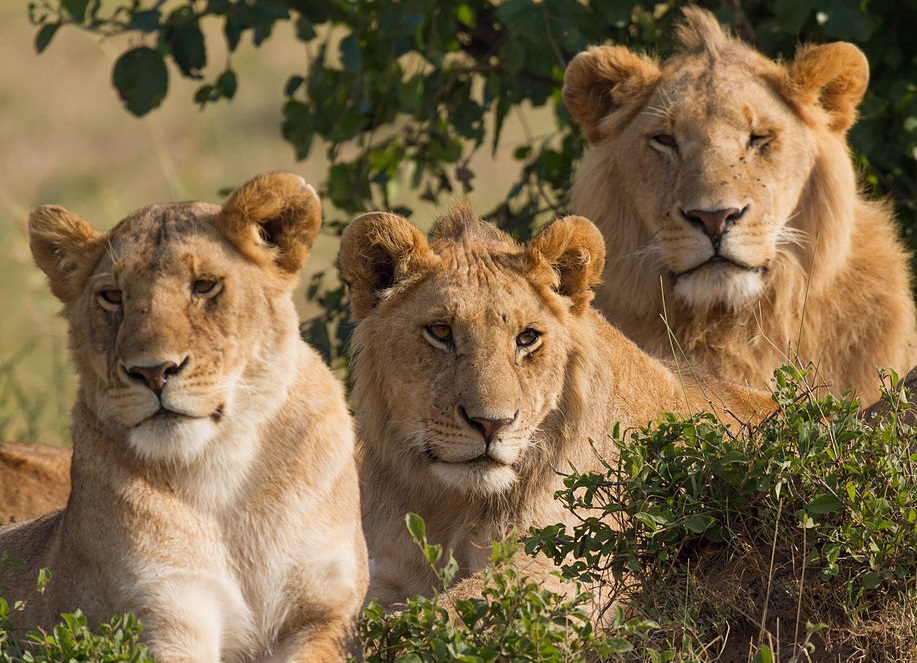 Der Löwe – Afrikas König der Tiere – africup.net