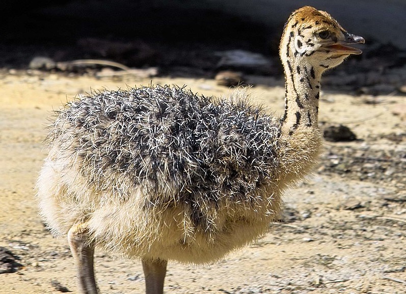 Der Afrikanische Strauss: Ein Riesenvogel – africup.net
